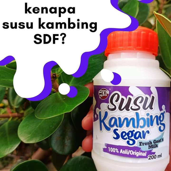 Susu kambing segar